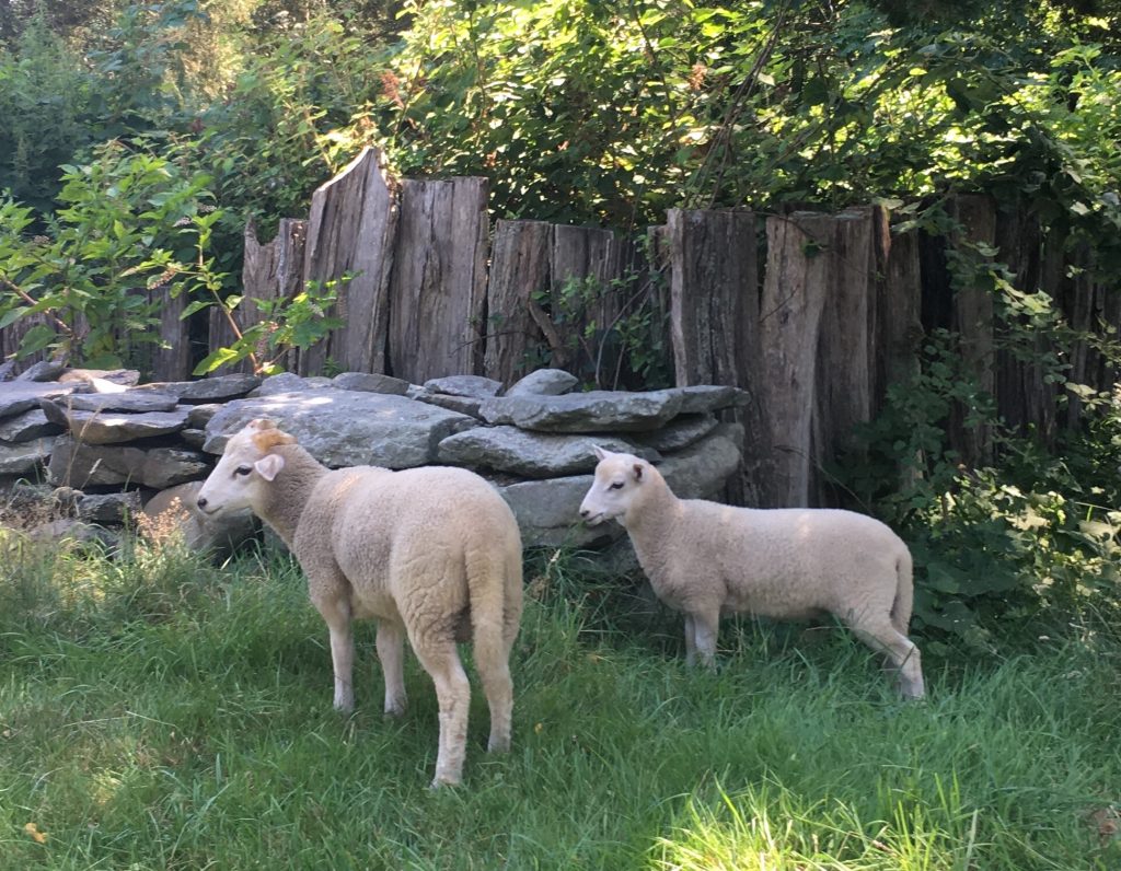 5 Critical Sheep Breeds for the Homestead - Countryside